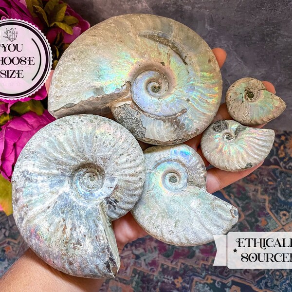 Ammonite Fossil - Etsy