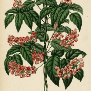 Hopniss apios Americana Tubers Improved LSU Cultivar Generous 4 Oz ...