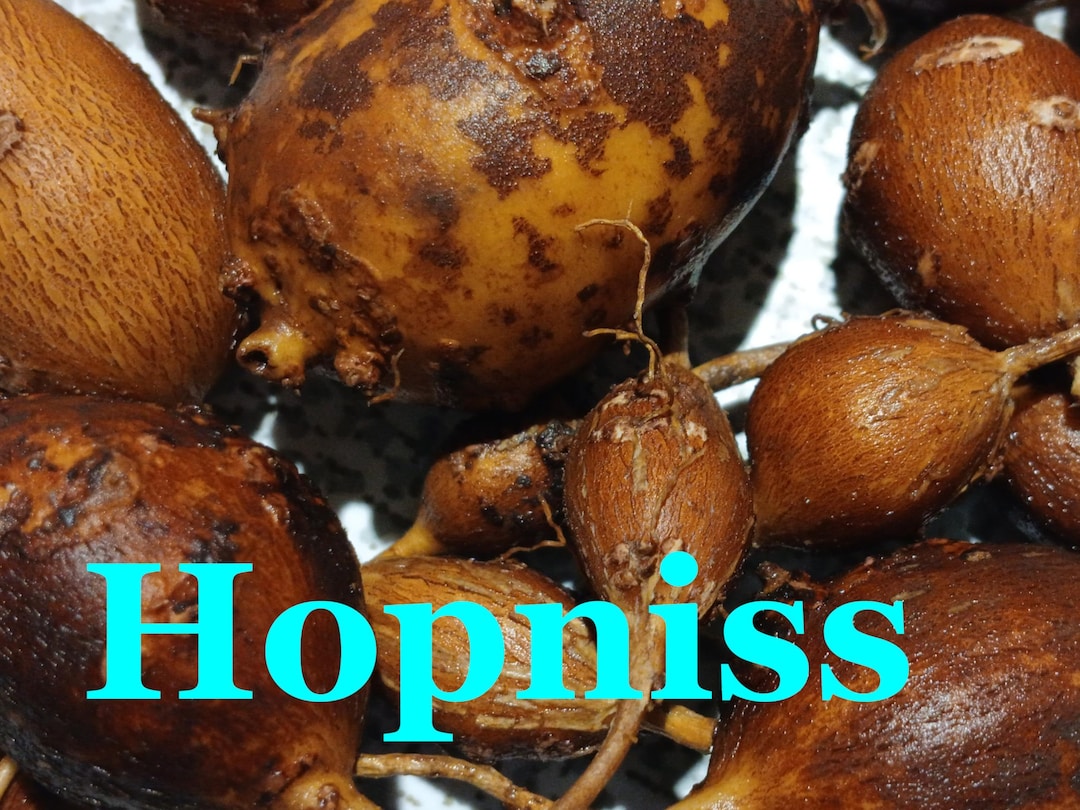 Hopniss (apios Americana) Tubers - Improved LSU Cultivar - Generous ~4 ...