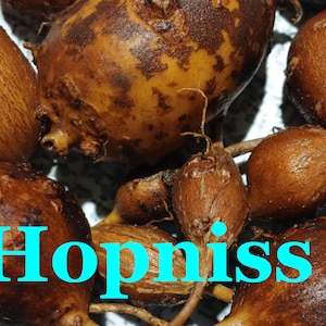 Hopniss apios Americana Tubers Improved LSU Cultivar Generous 4 Oz ...