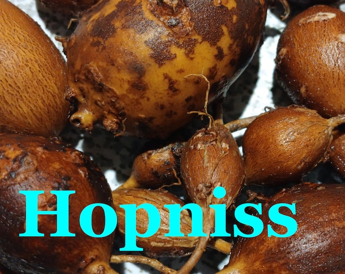 Hopniss (apios Americana) Tubers - Improved LSU Cultivar - Generous ~4 ...