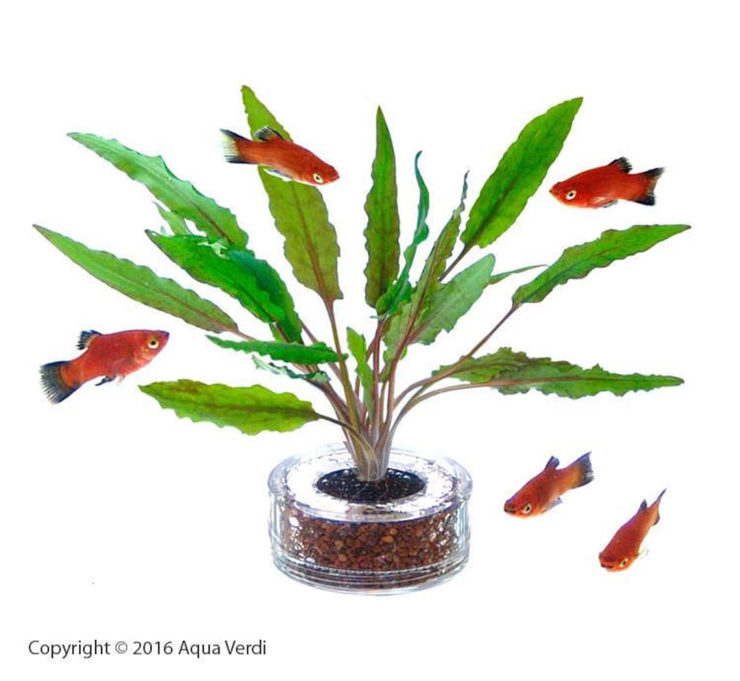 Tank Planters Foliage Kit 4-pack - Etsy