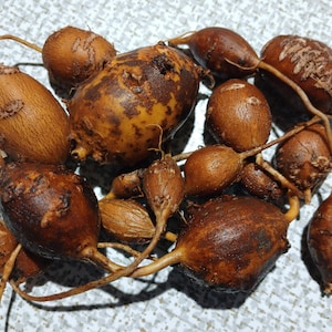 Hopniss apios Americana Tubers Improved LSU Cultivar Generous 4 Oz ...