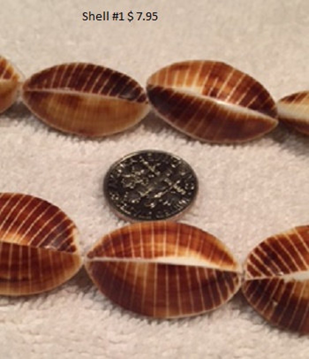 Natural Shell Beads From the Philippines #1 - Etsy