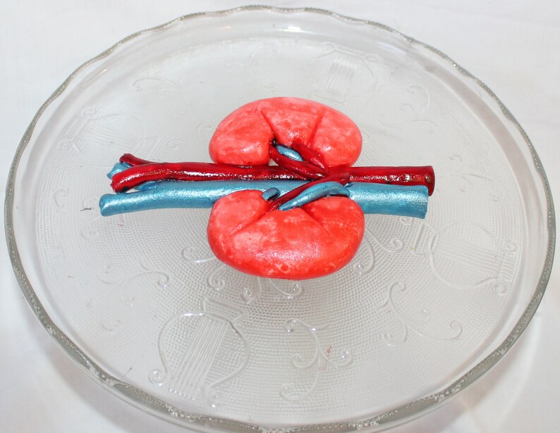 Fondant Medical Cake Topper - Fondant Kidney - Kidney Topper - Fondant ...