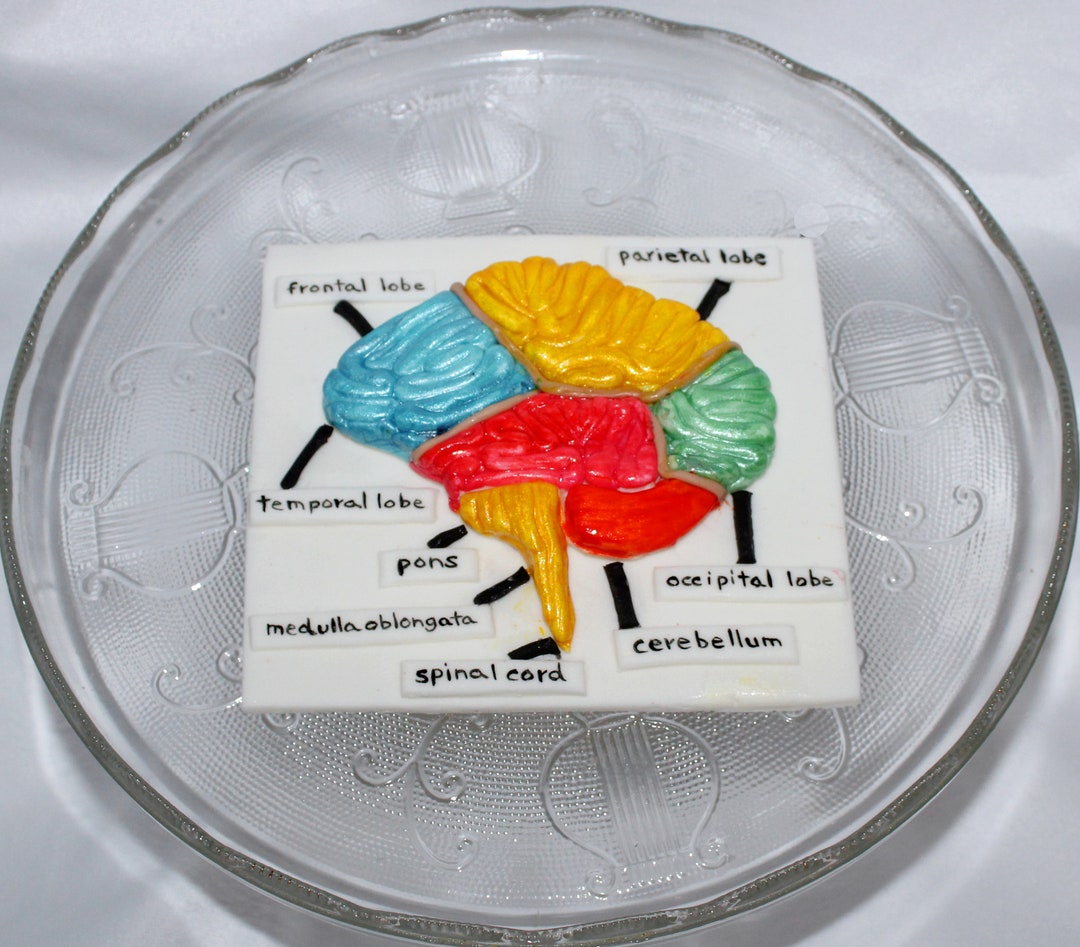 Fondant Brain Cake Topper - Medical Cake Topper - Doctor Graduation ...