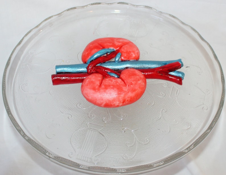 Fondant Medical Cake Topper - Fondant Kidney - Kidney Topper - Fondant ...