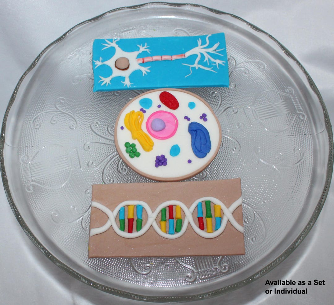 Fondant Medical Cake Topper - Medical Cake Topper - Biology Cake Topper ...