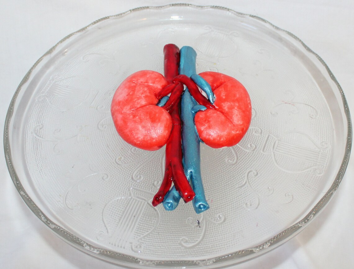 Fondant Medical Cake Topper - Fondant Kidney - Kidney Topper - Fondant ...