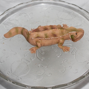 Fondant Bearded Dragon Cake Topper - Bearded Dragon Topper - Fondant ...