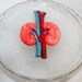 Fondant Medical Cake Topper - Fondant Kidney - Kidney Topper - Fondant ...