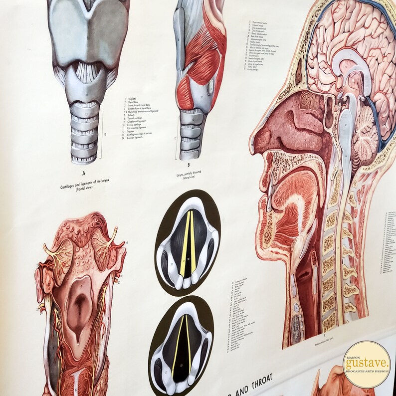 Vintage Double School Chart Head and Throat + Skin and Tongue | M. Rohl ...