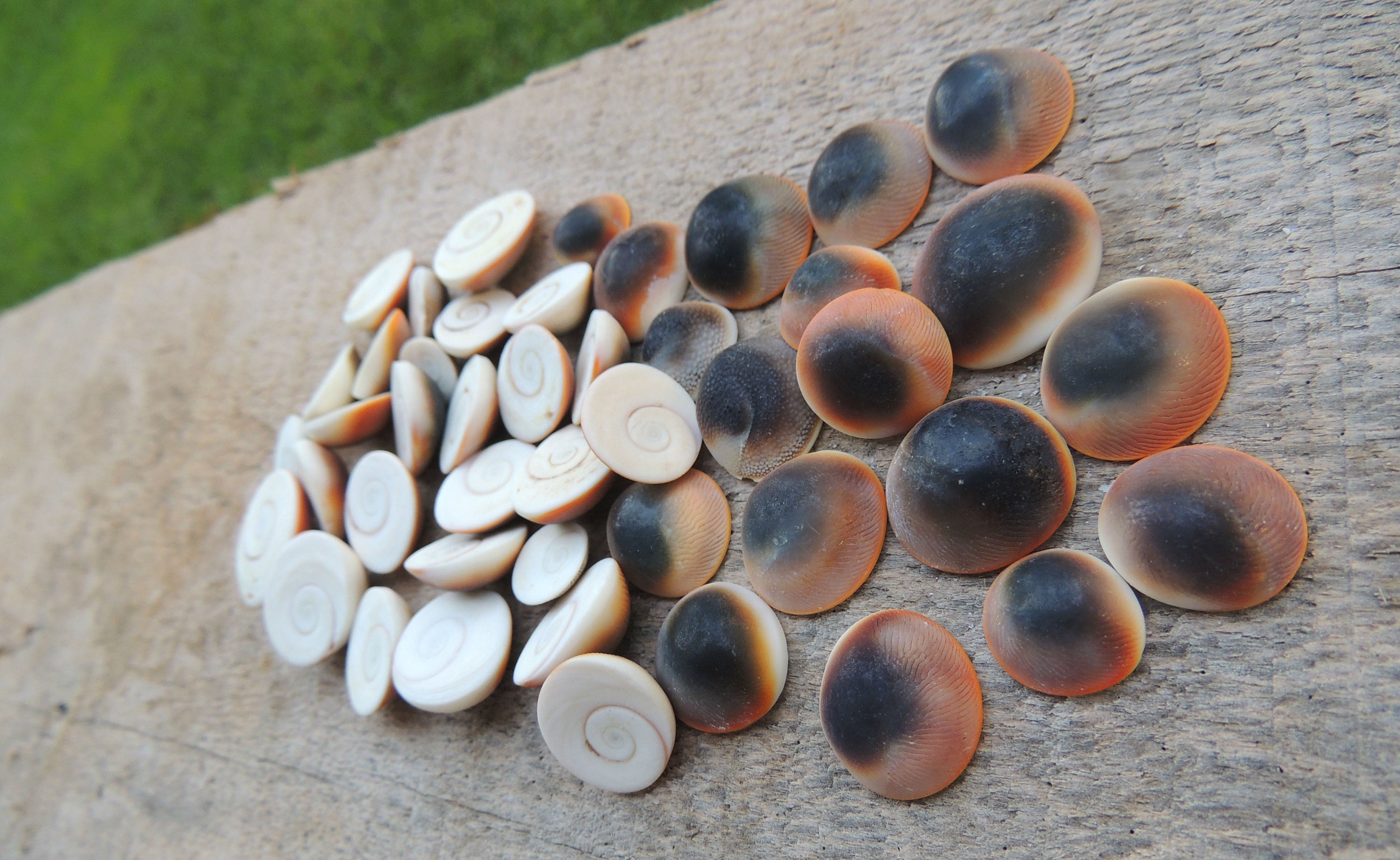 100gr Big Natural Shiva Eye Shell Silver Mouth Sea Shell - Etsy