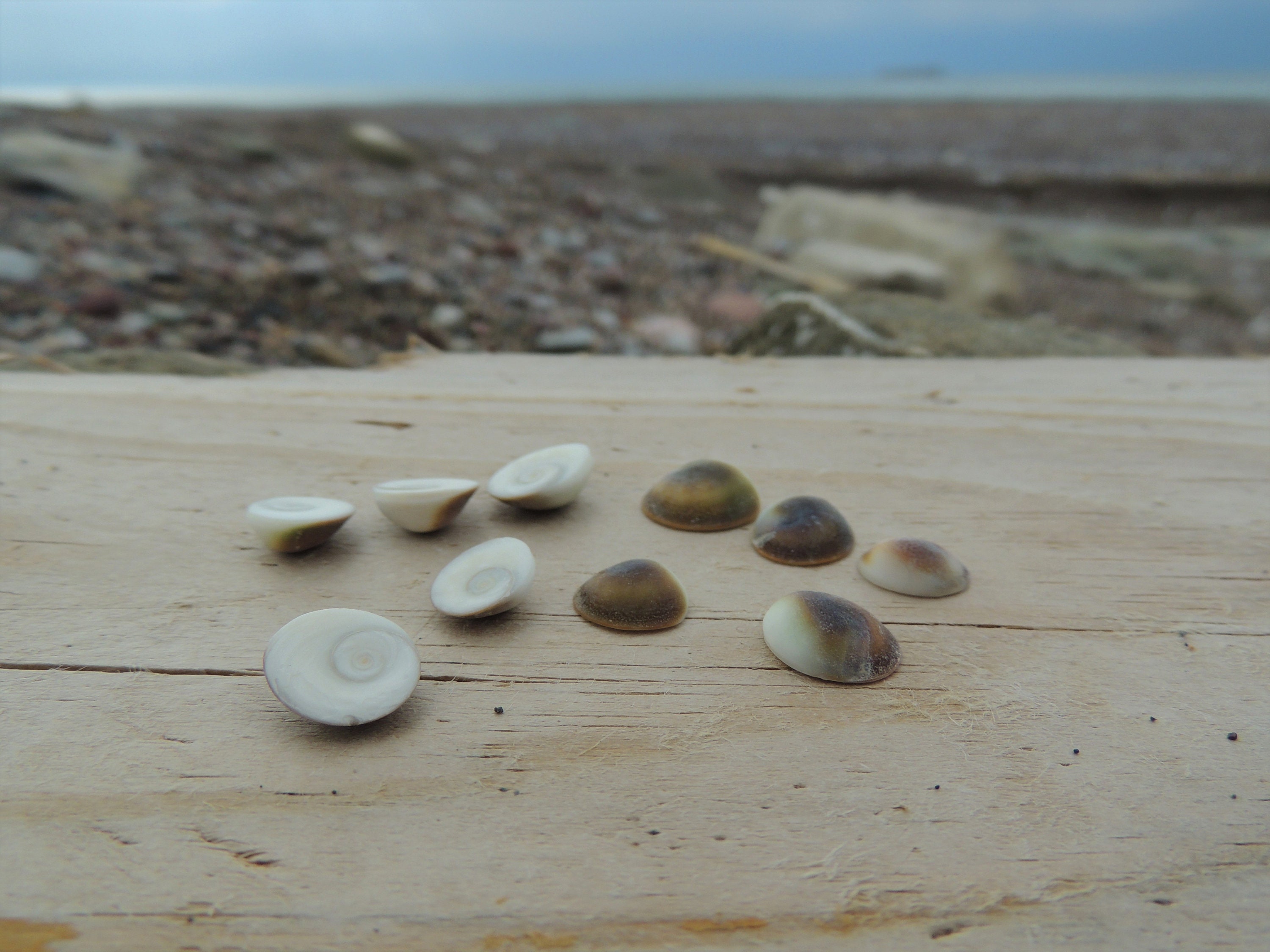 10 Pcs Small Natural Shiva Eye Shell Silver Mouth Sea Shell - Etsy