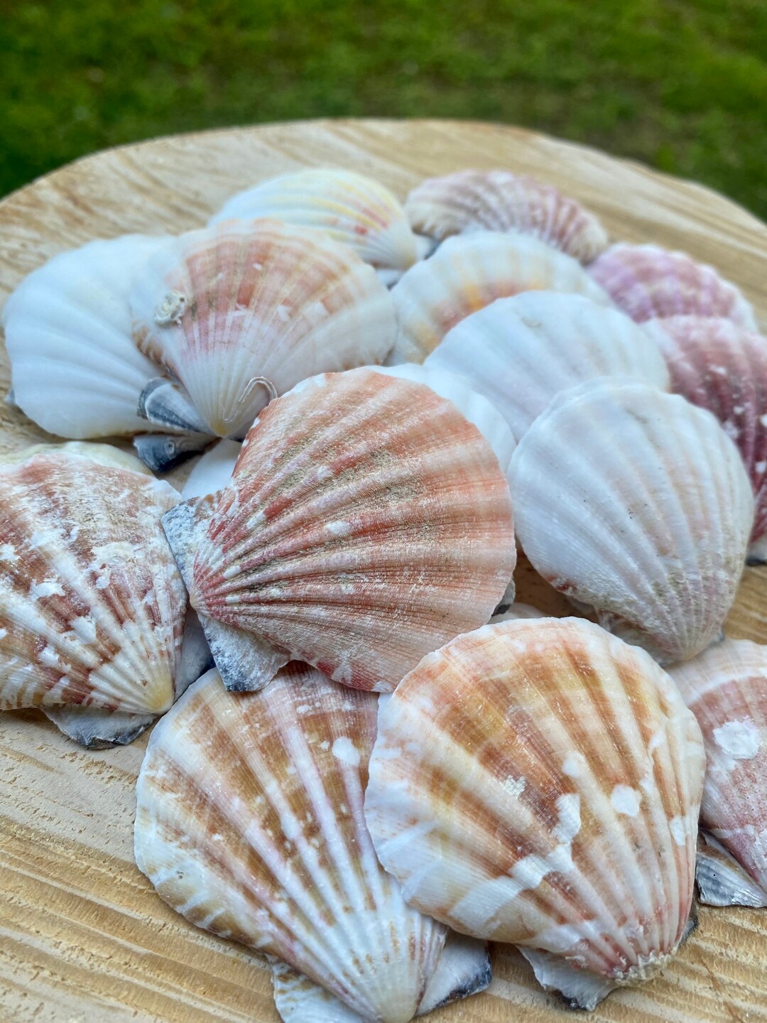20pcs Conchas de vieira / Suministros de artesanía / Arte de conchas ...