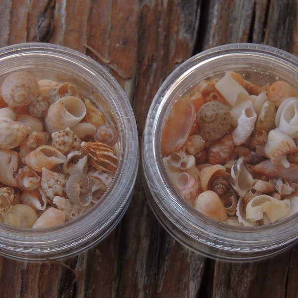 Mini Sea Shells - Etsy