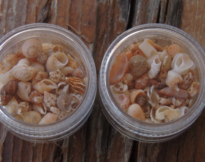 50 Mini Sea Shells Collection / Tiny Sea Shells Collection - Etsy
