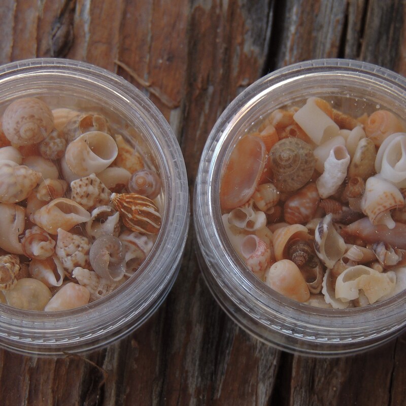 Mini Sea Shells - Etsy