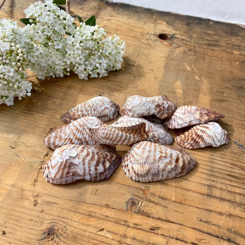 Natural Sea Shells - Etsy