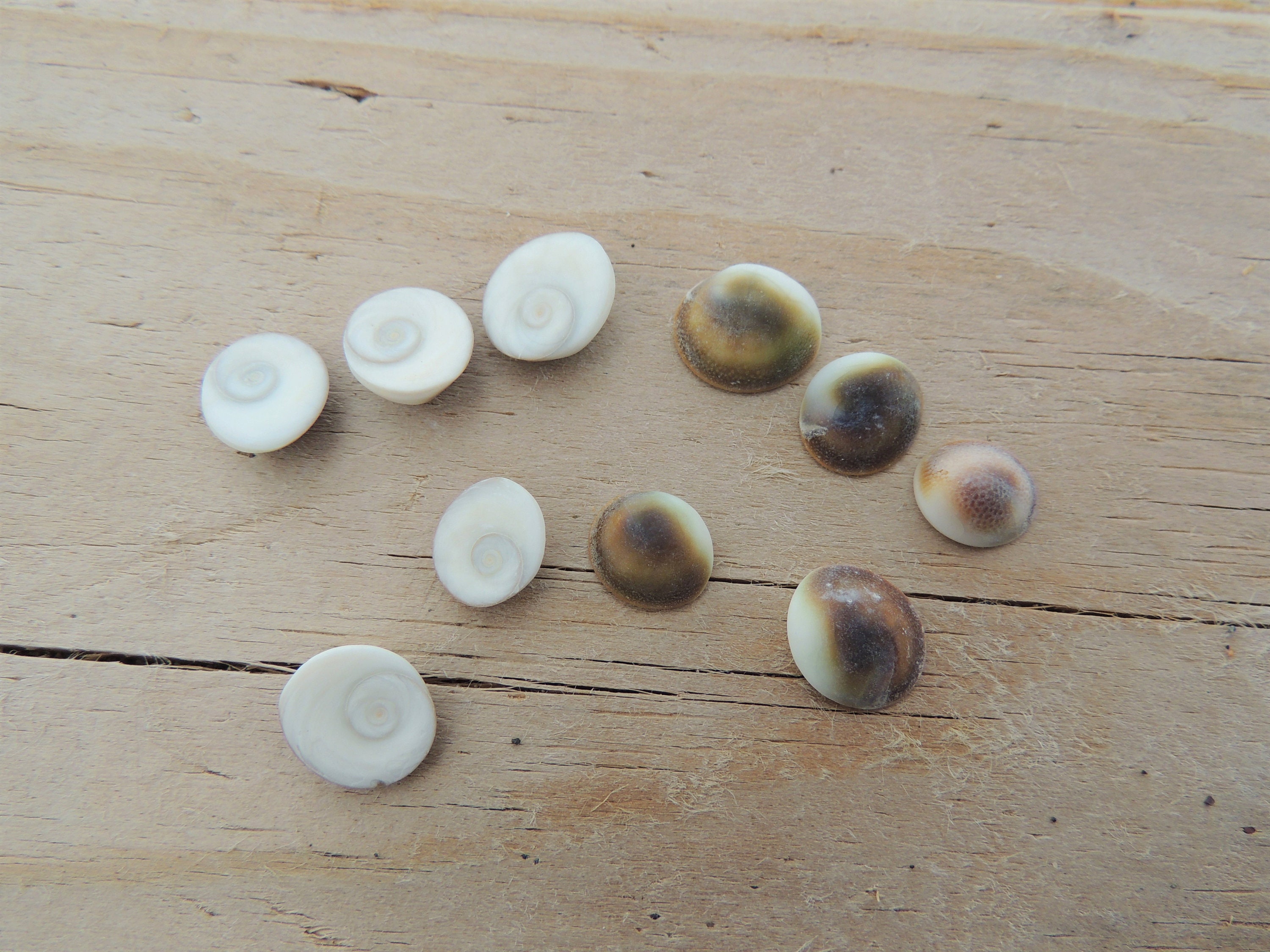 10 Pcs Small Natural Shiva Eye Shell Silver Mouth Sea Shell - Etsy
