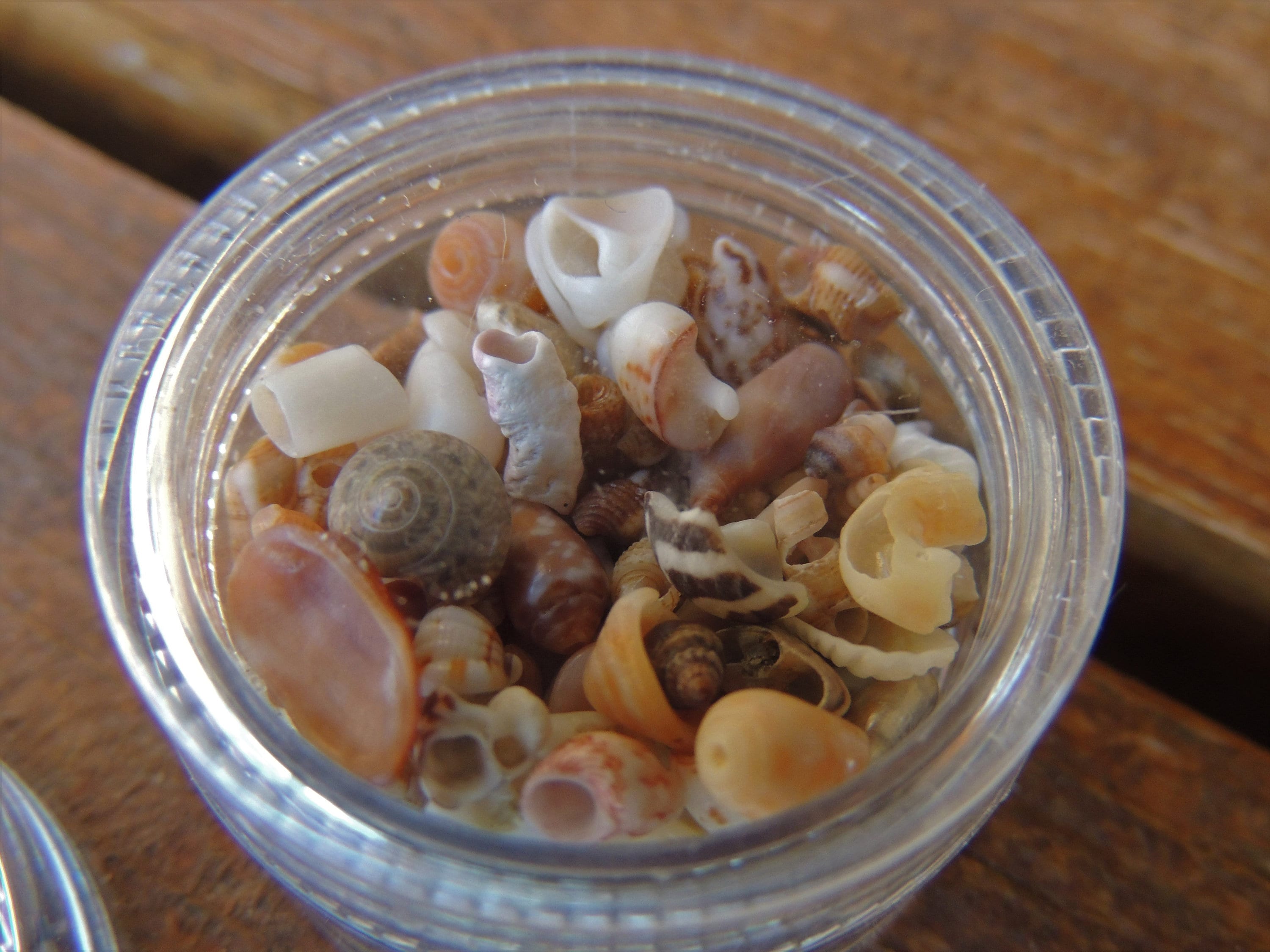 50 Mini sea shells collection / Tiny Sea Shells Collection | Etsy