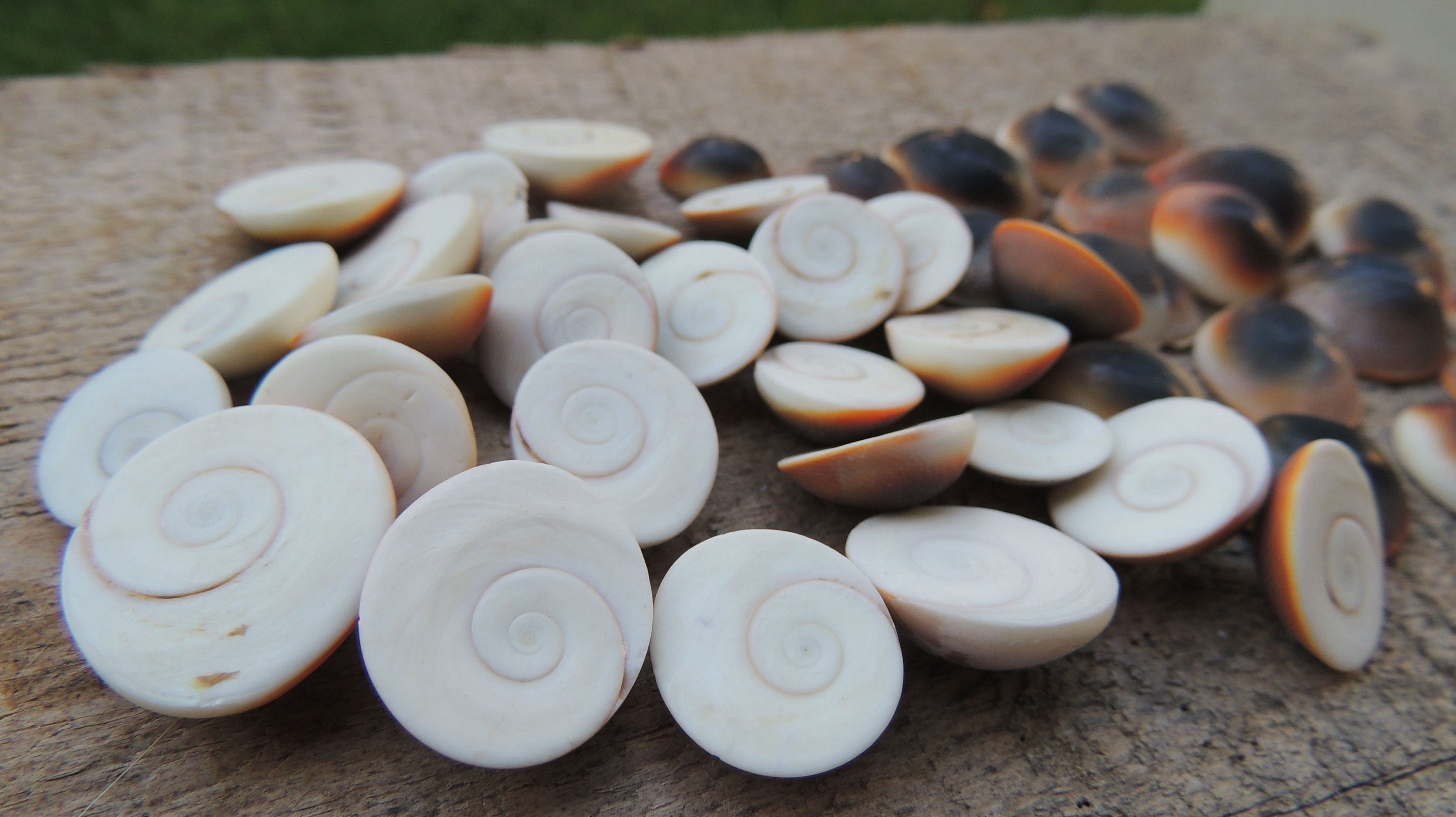100gr Big Natural Shiva Eye Shell Silver Mouth Sea Shell - Etsy