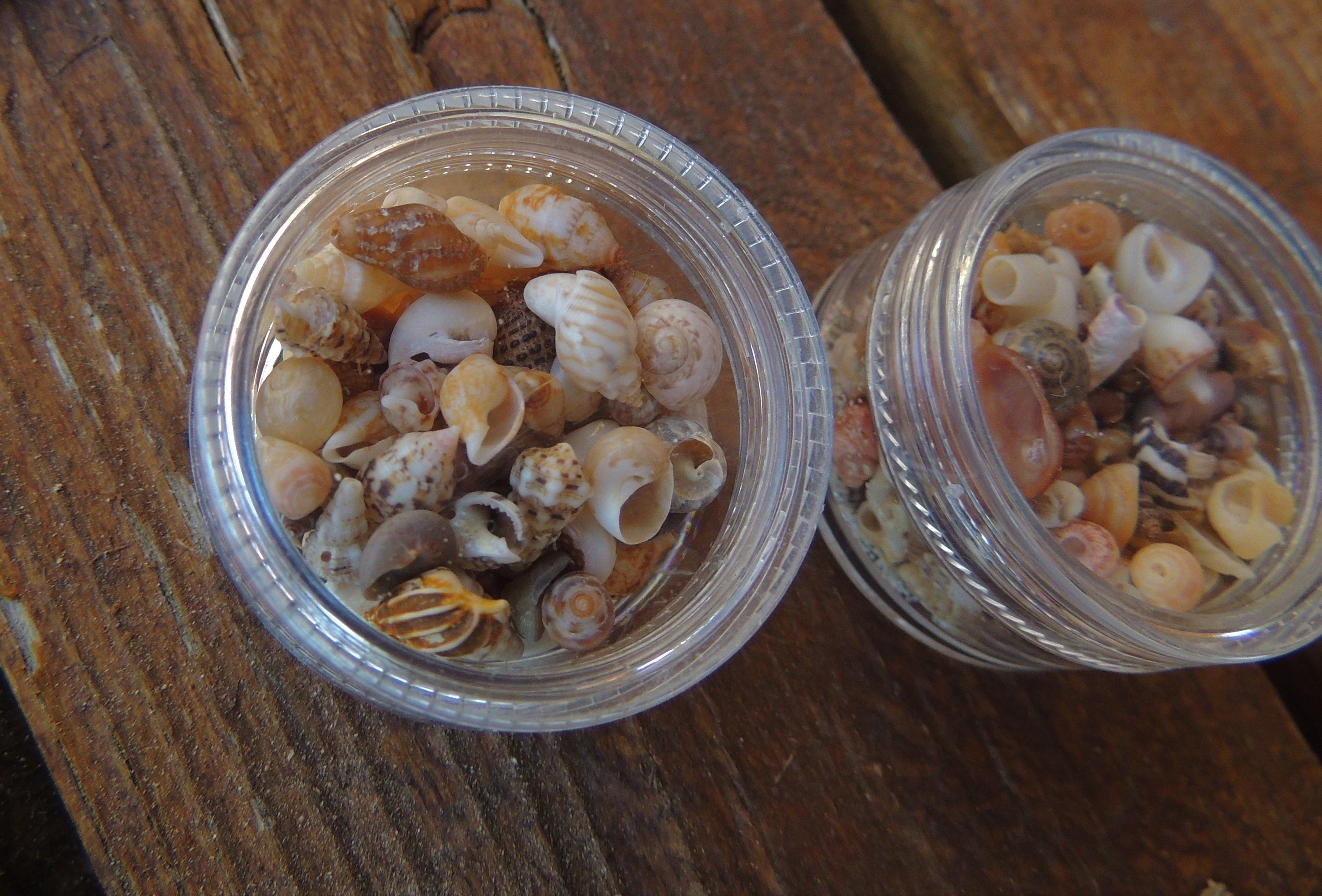 50 Mini sea shells collection / Tiny Sea Shells Collection | Etsy