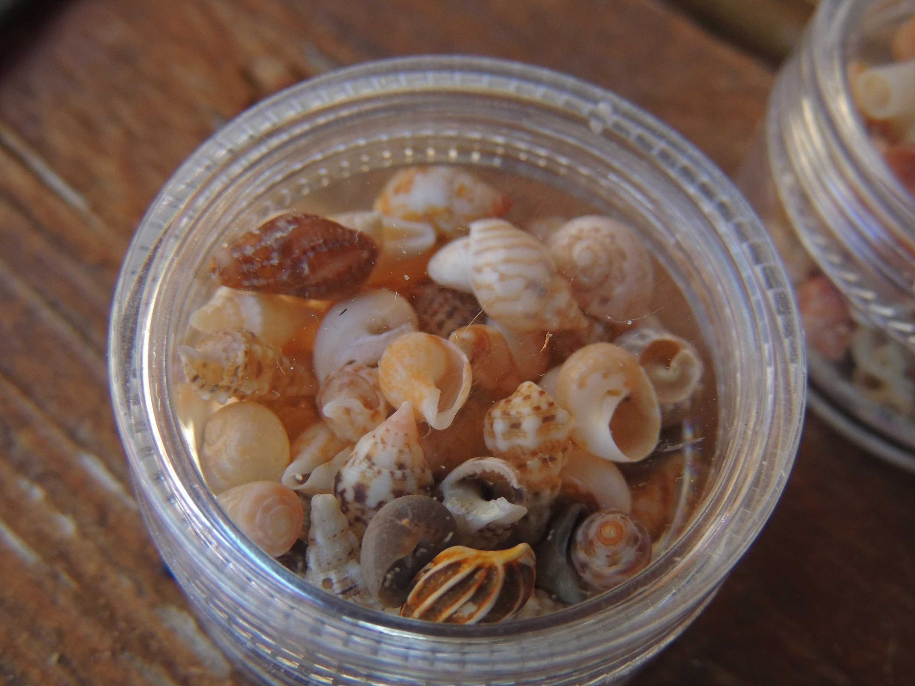 50 Mini sea shells collection / Tiny Sea Shells Collection | Etsy