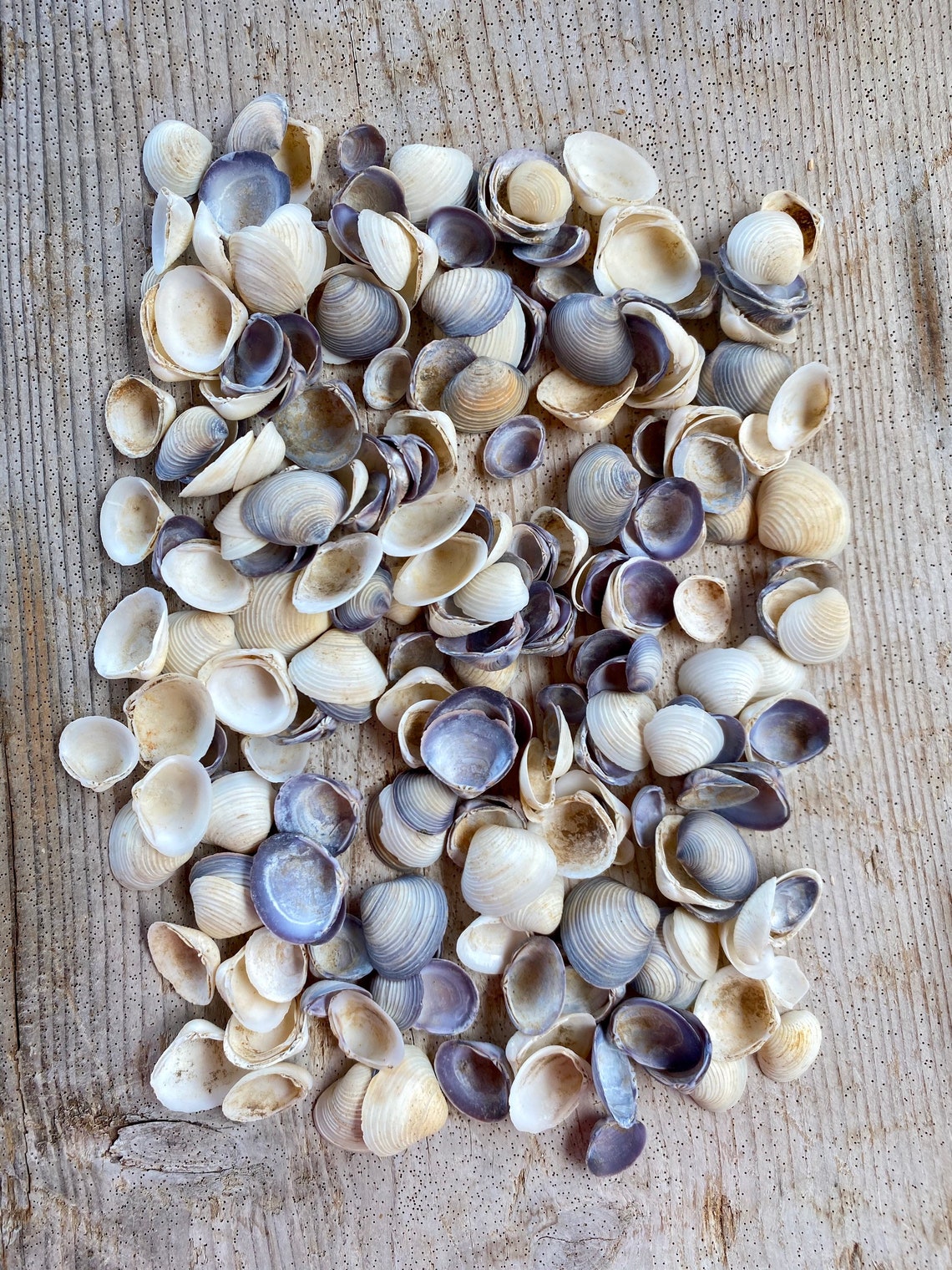 100gr of Sea Shells / White and Blue Clam Shells / Medium and - Etsy