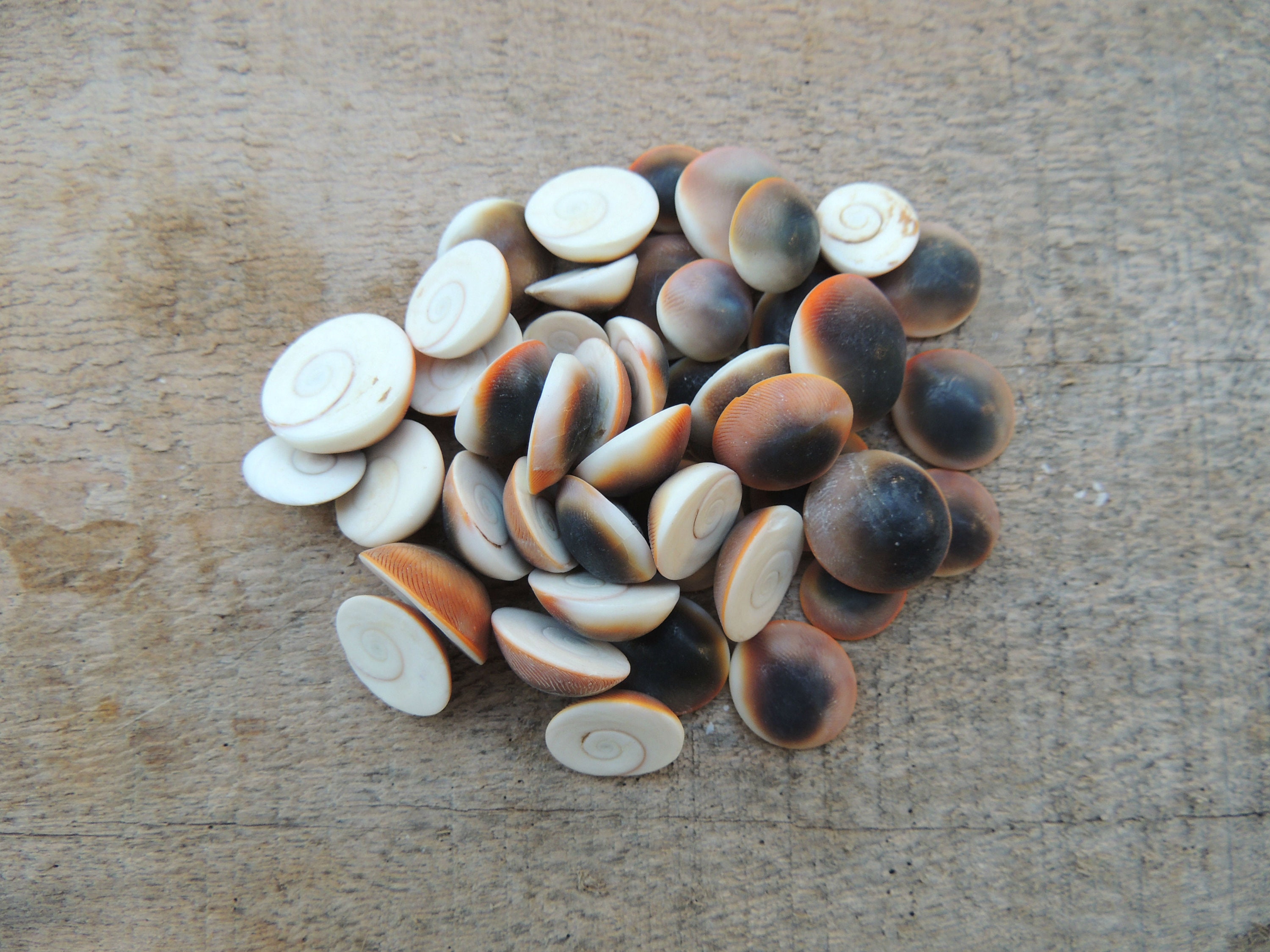 100gr Big Natural Shiva Eye Shell Silver Mouth Sea Shell - Etsy