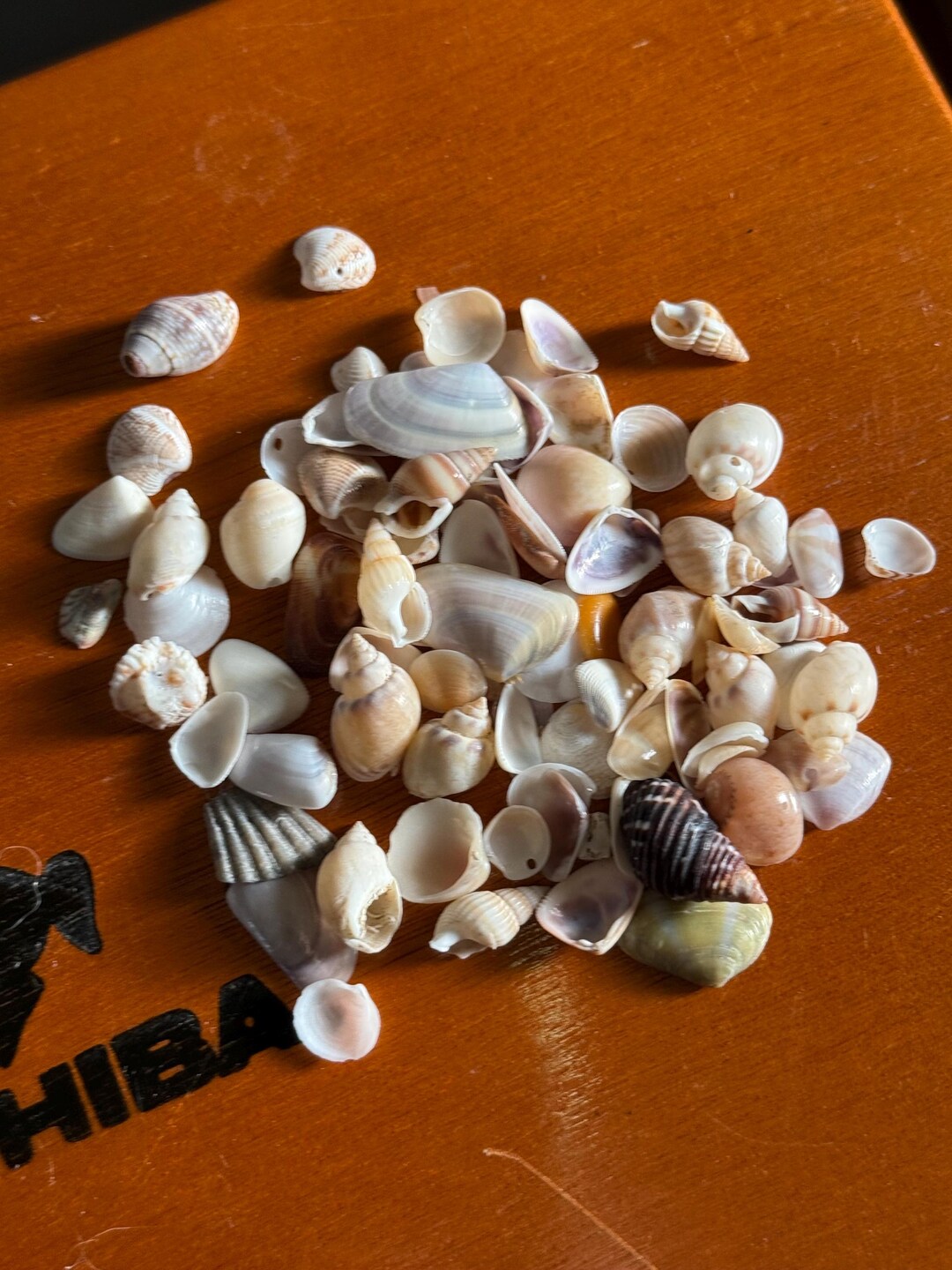 Miniature Aegean Sea Shell Mix - Natural Tiny Seashell Collection - Etsy