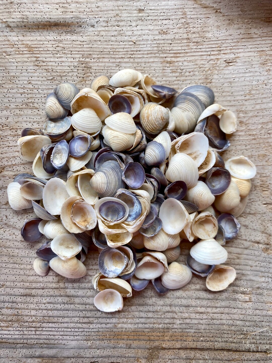 100gr of Sea Shells / White and Blue Clam Shells / Medium and Small ...
