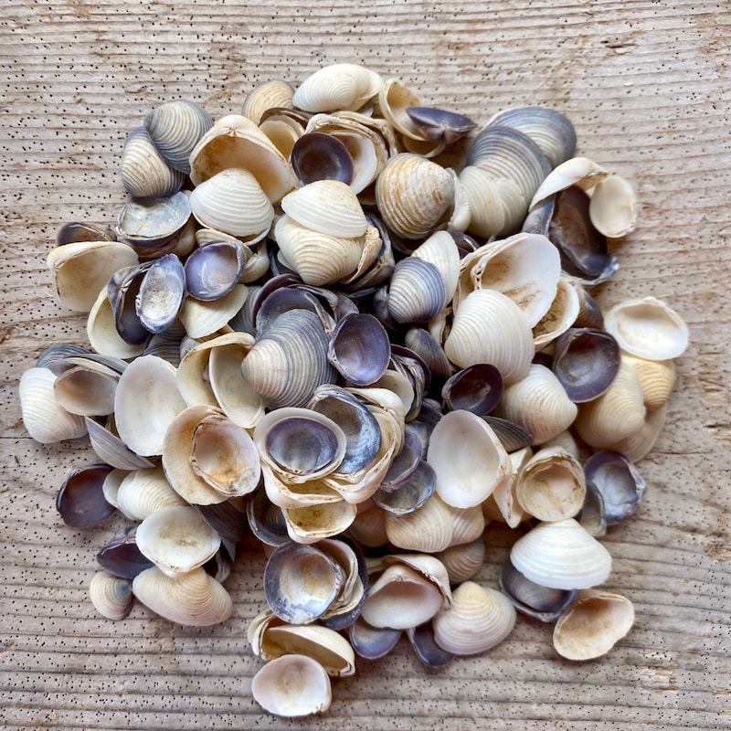 Small Sea Shells - Etsy