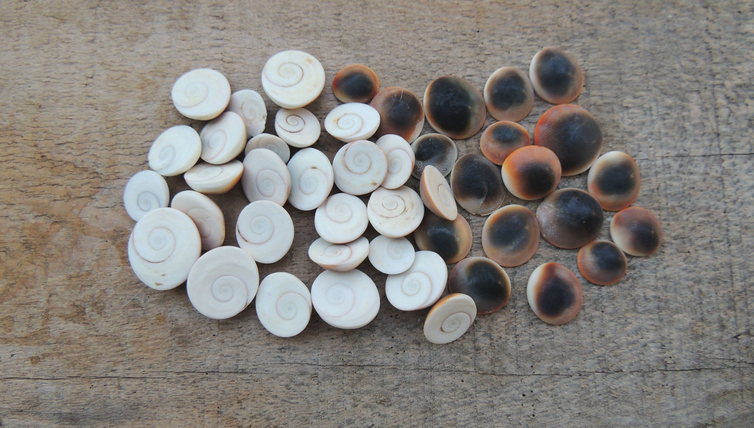 100gr Big Natural Shiva Eye Shell Silver Mouth Sea Shell - Etsy