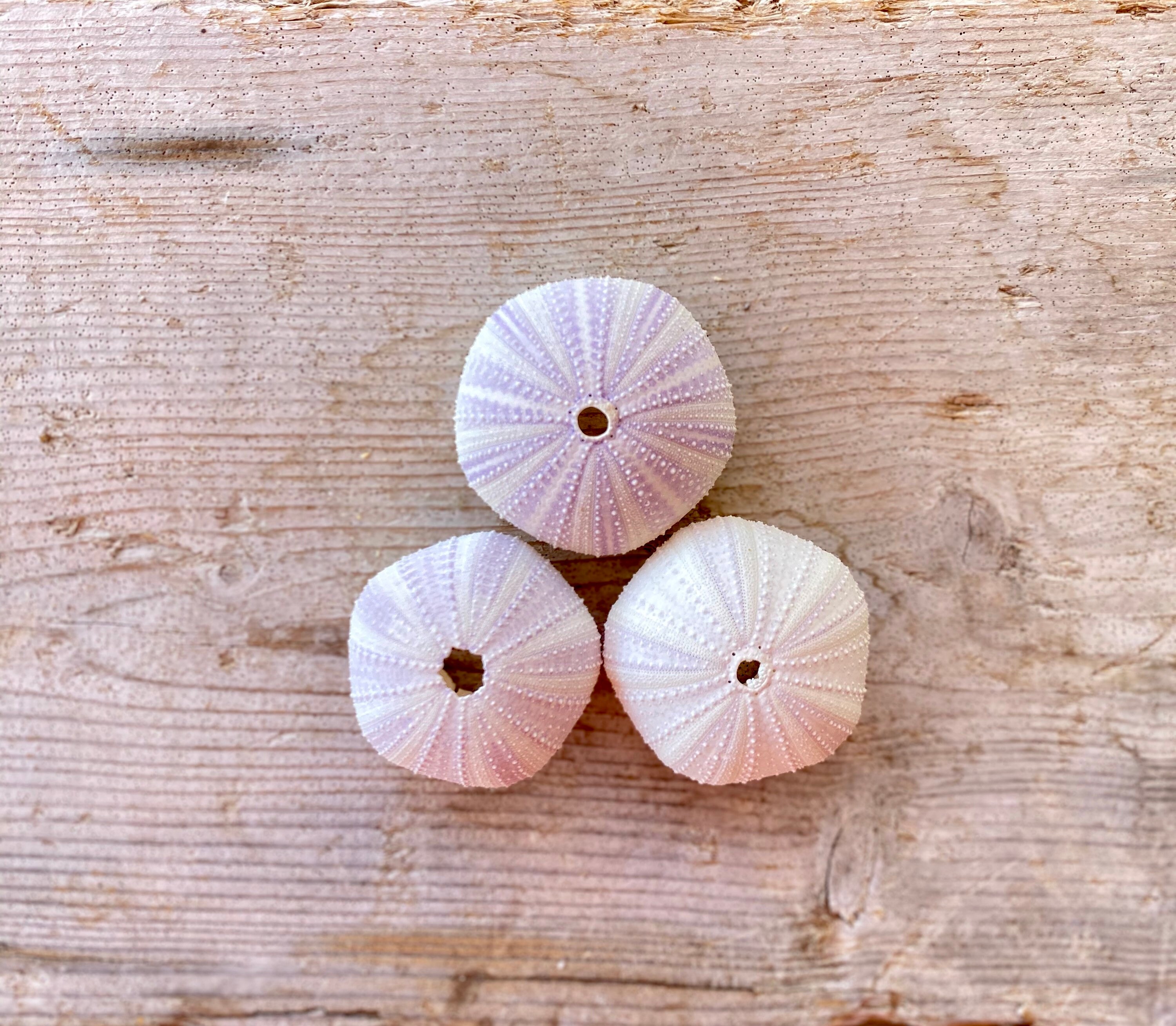 Purple Sea Urchins / Big Sea Urchins / Sea Urchin / Sea Shells - Etsy UK