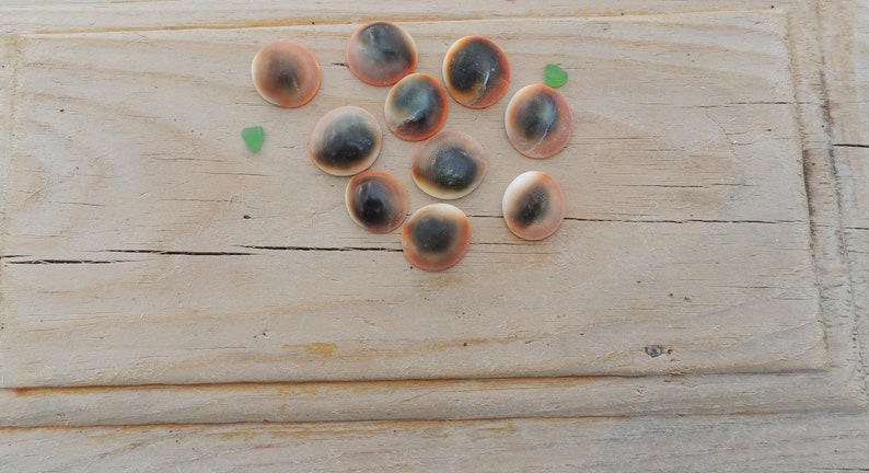 10 Pcs Big Natural Shiva Eye Shell Silver Mouth Sea Shell | Etsy