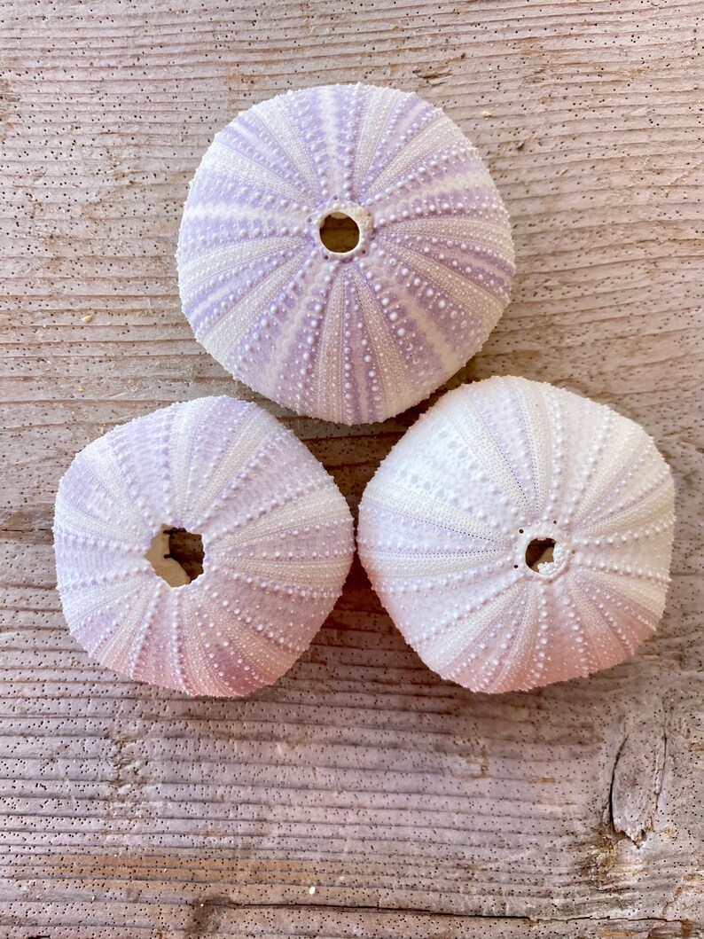 Purple Sea Urchins / Big Sea Urchins / Sea Urchin / Sea Shells - Etsy UK