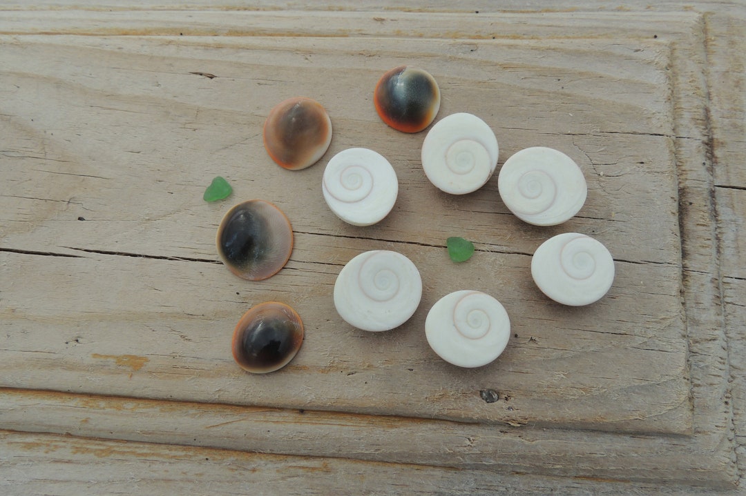 10 Pcs Big Natural Shiva Eye Shell Silver Mouth Sea Shell Natural ...