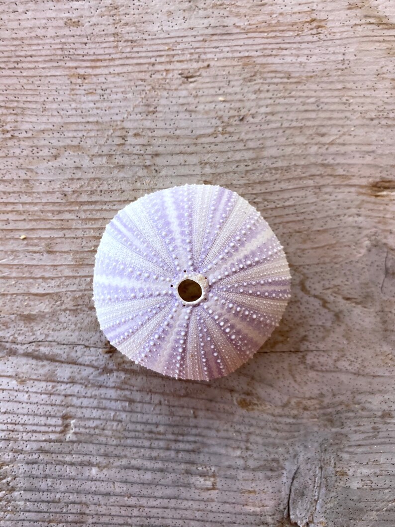 Purple Sea Urchins / Big Sea Urchins / Sea Urchin / Sea Shells - Etsy UK