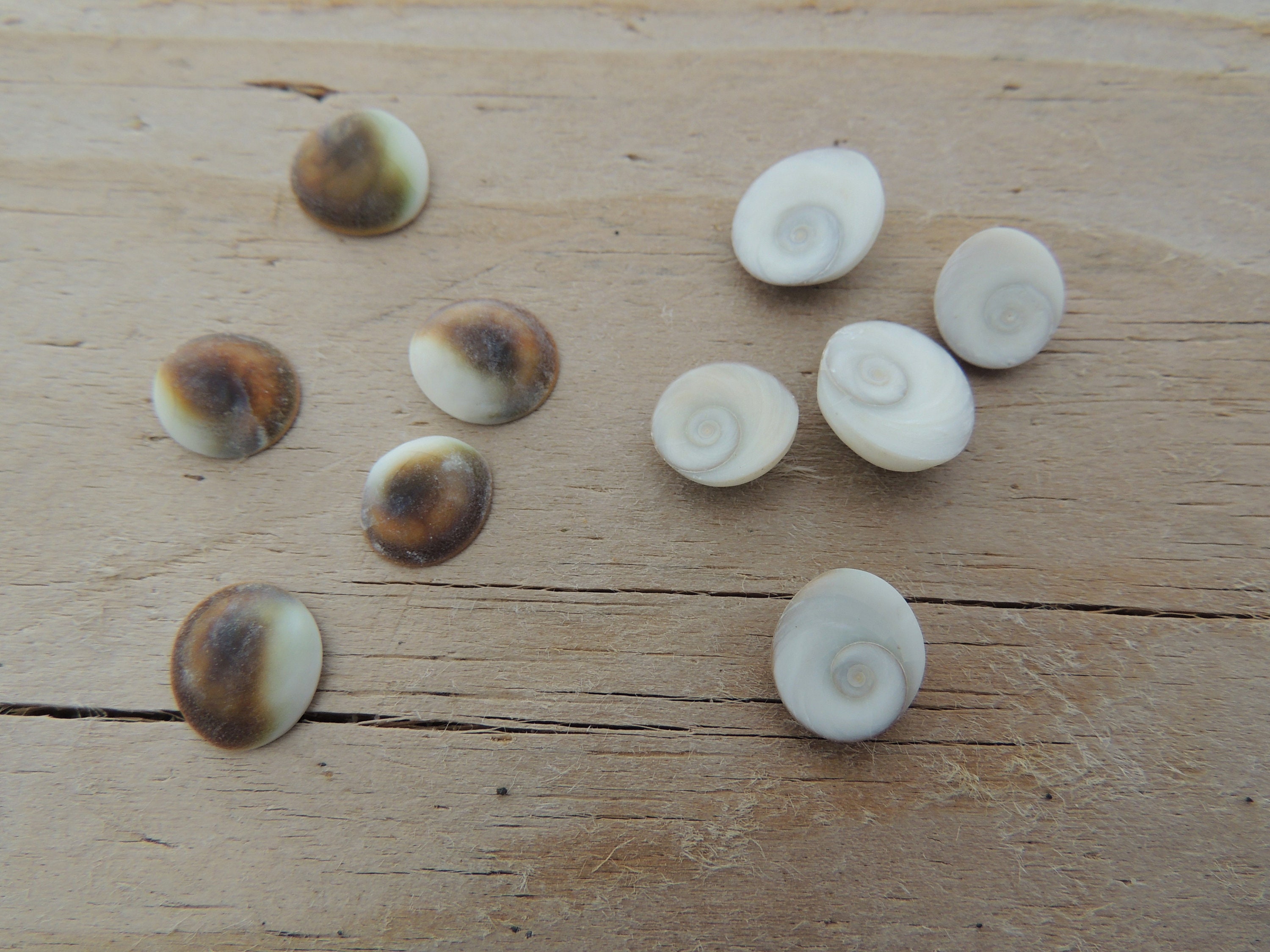 10 Pcs Small Natural Shiva Eye Shell Silver Mouth Sea Shell - Etsy