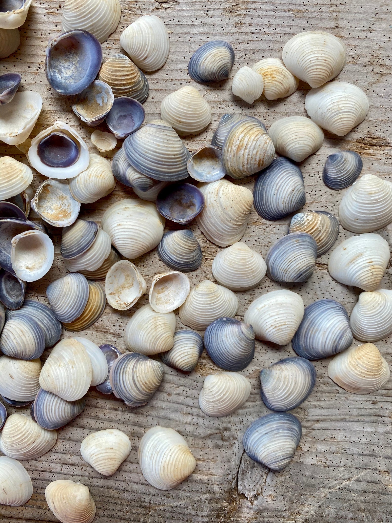 100gr of Sea Shells / White and Blue Clam Shells / Medium and Small ...