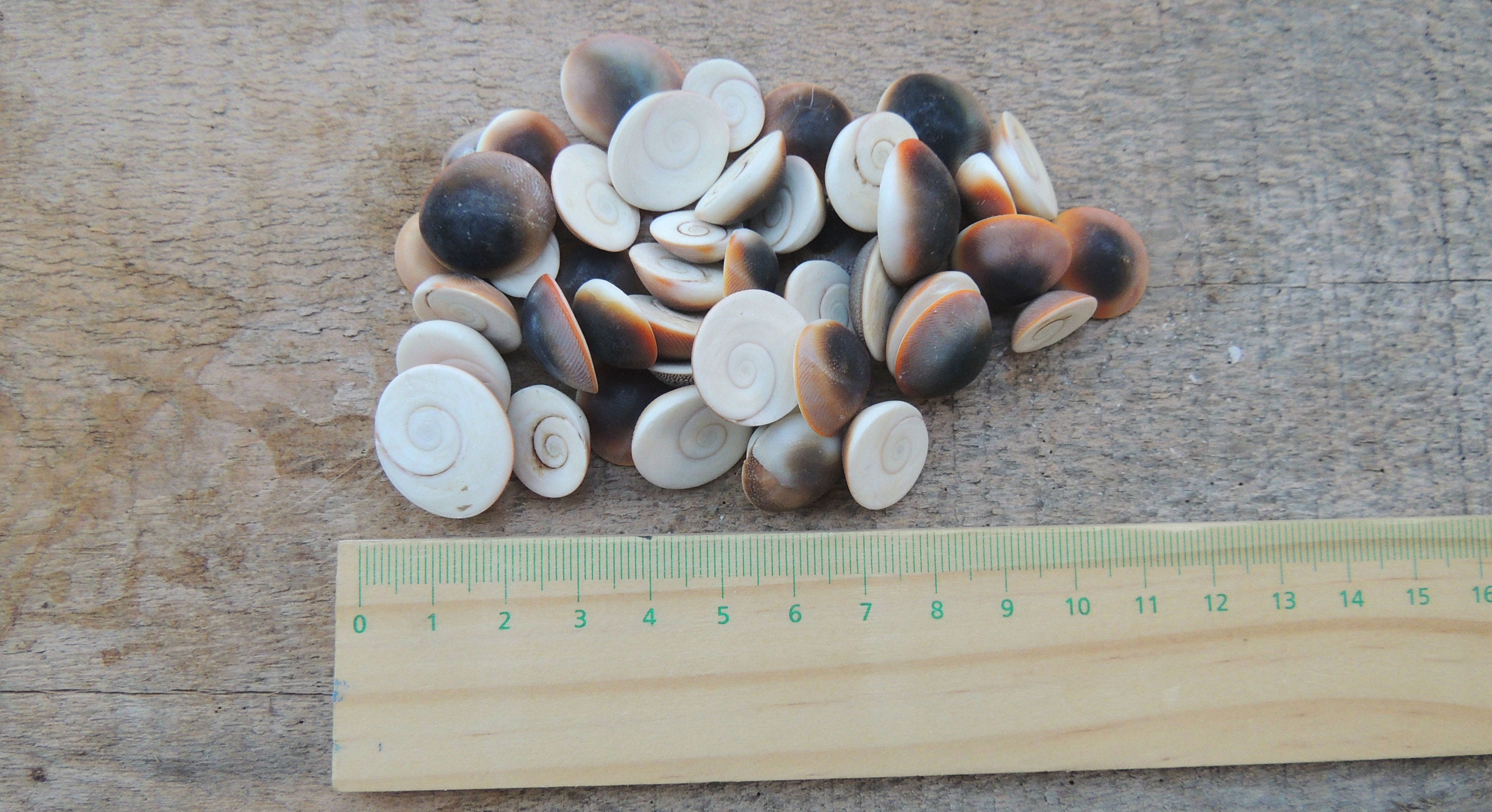 100gr Big Natural Shiva Eye Shell Silver Mouth Sea Shell - Etsy