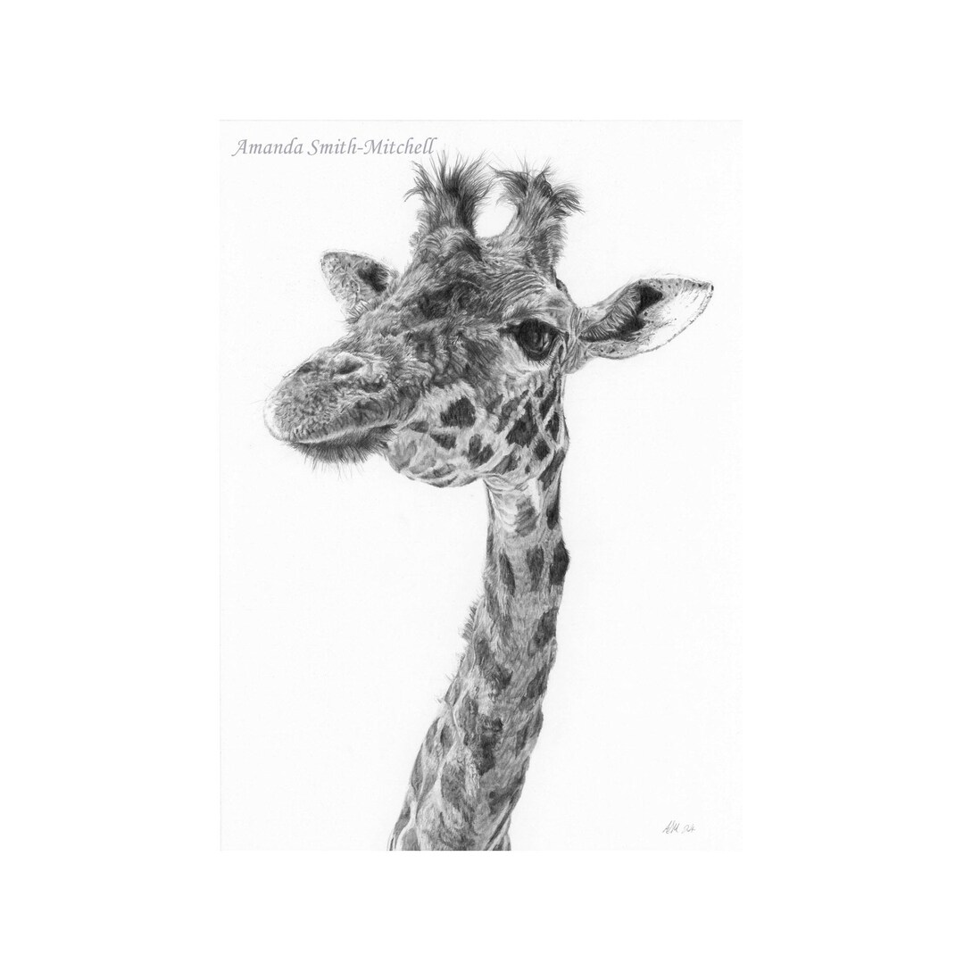 Lofty Lookout, an Original Pencil Drawing of A Giraffe Portrait by Amanda Smith-mitchell - Etsy