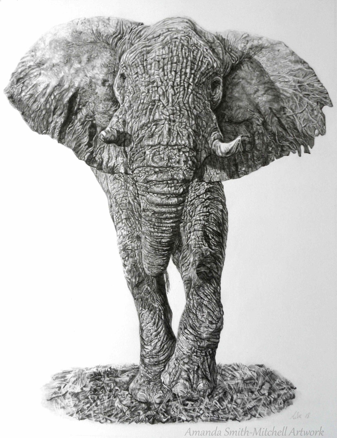 Bull Elephant an Original Graphite Pencil Drawing by Amanda | Etsy