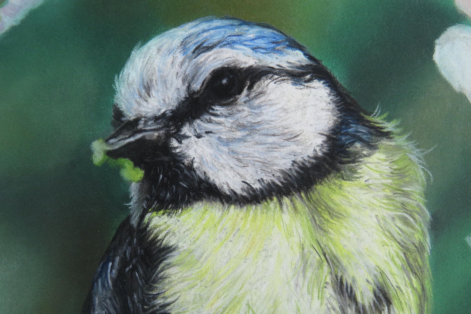 Blue Tit Amongst Blossom, an Original Pastel Pencil Picture of A Blue ...