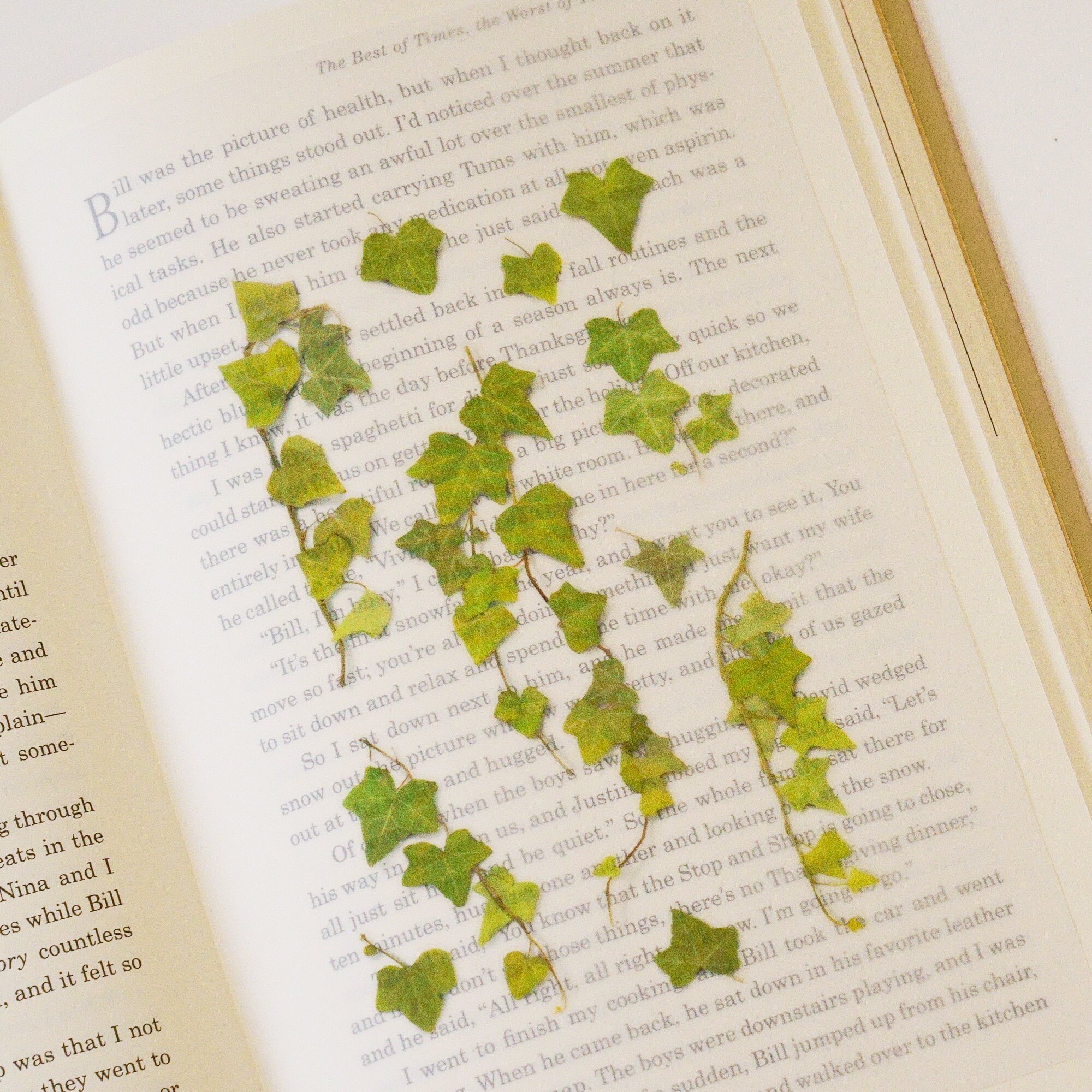 Plant Stickers, Ivy - Korean Pressed Flower and Plant Stickers by ...