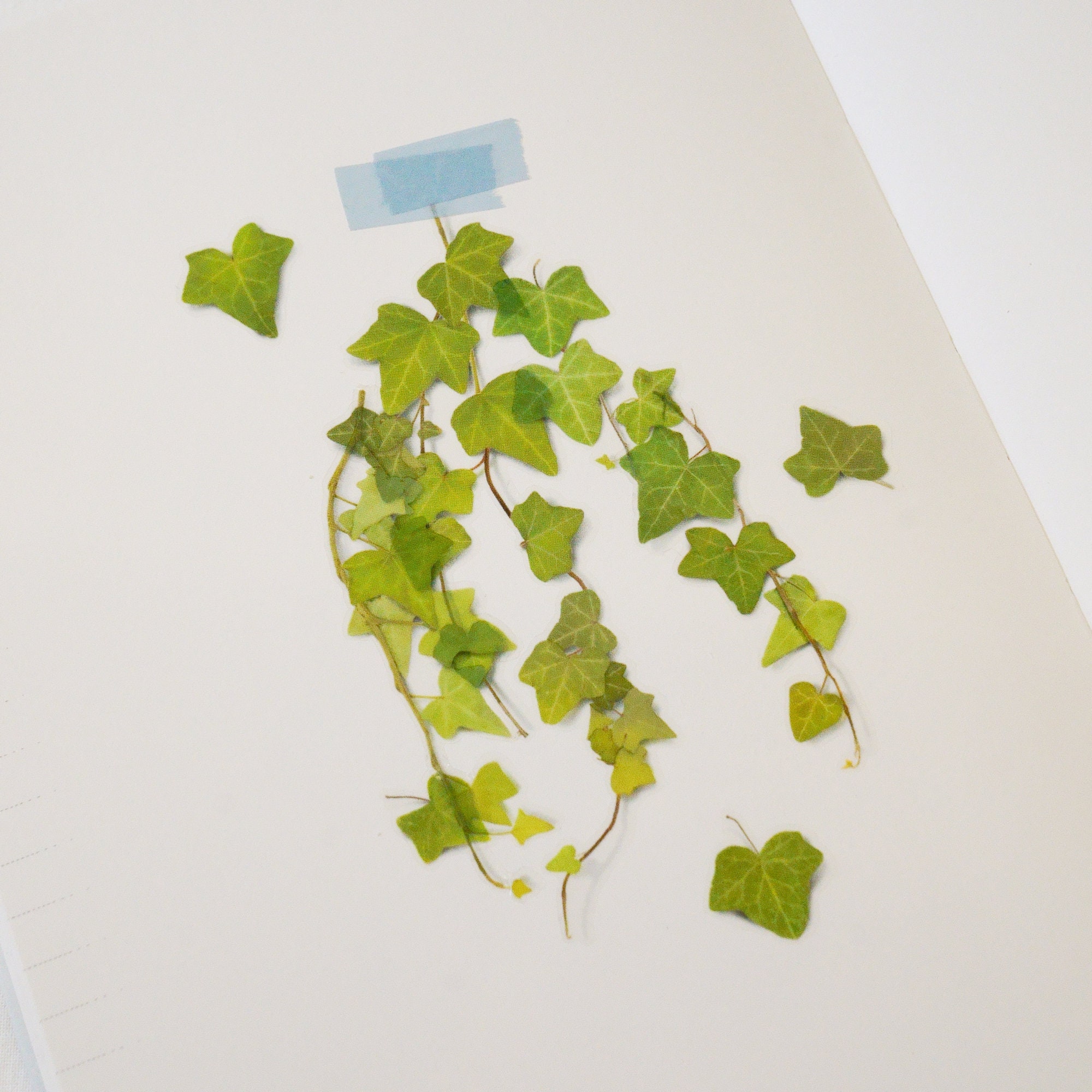 Plant Stickers, Ivy - Korean Pressed Flower and Plant Stickers by ...