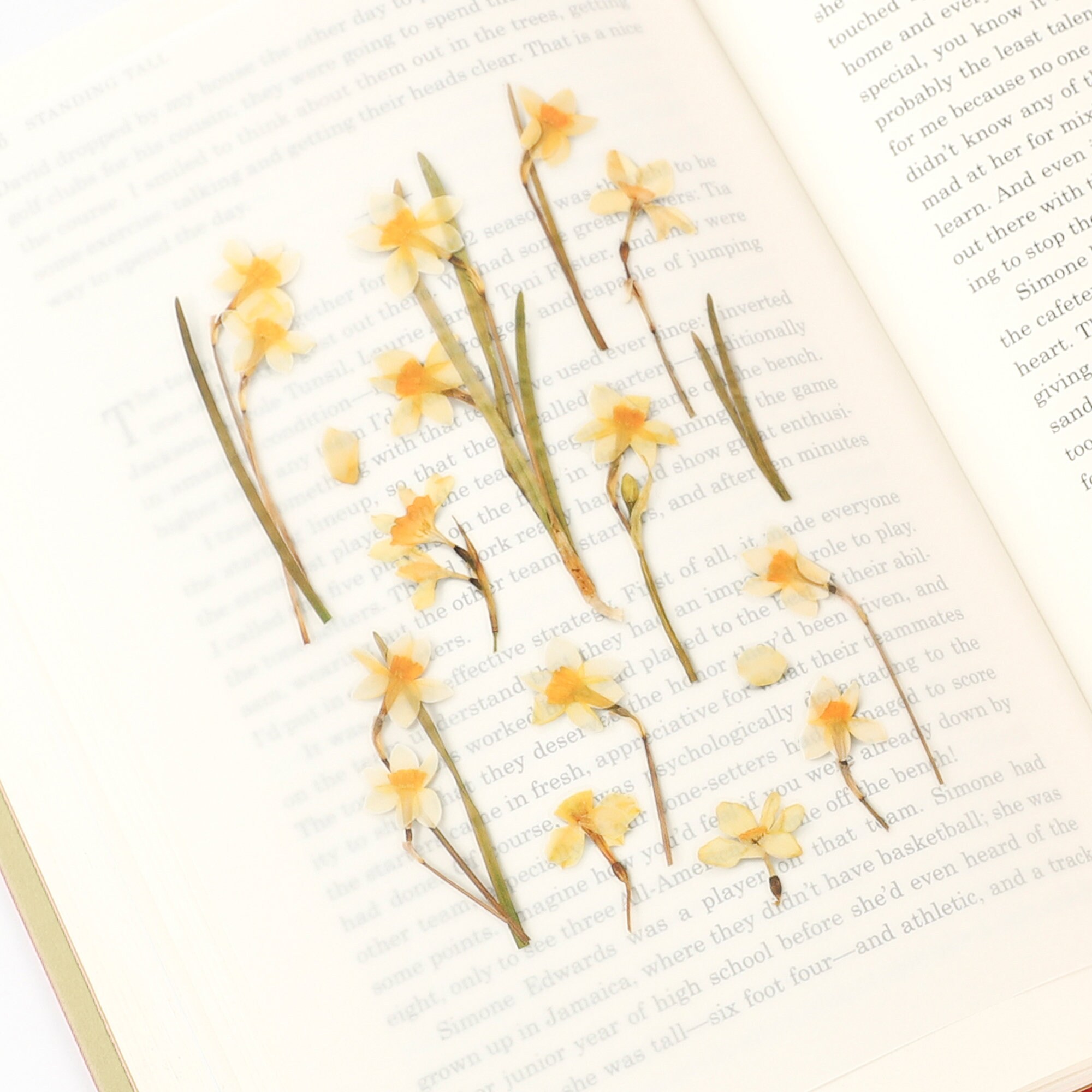 Flower Stickers, Narcissus - Korean Pressed Flower and Plant Stickers ...