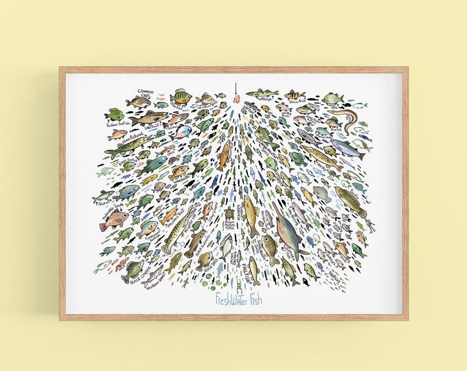 Freshwater Fish Print - Etsy