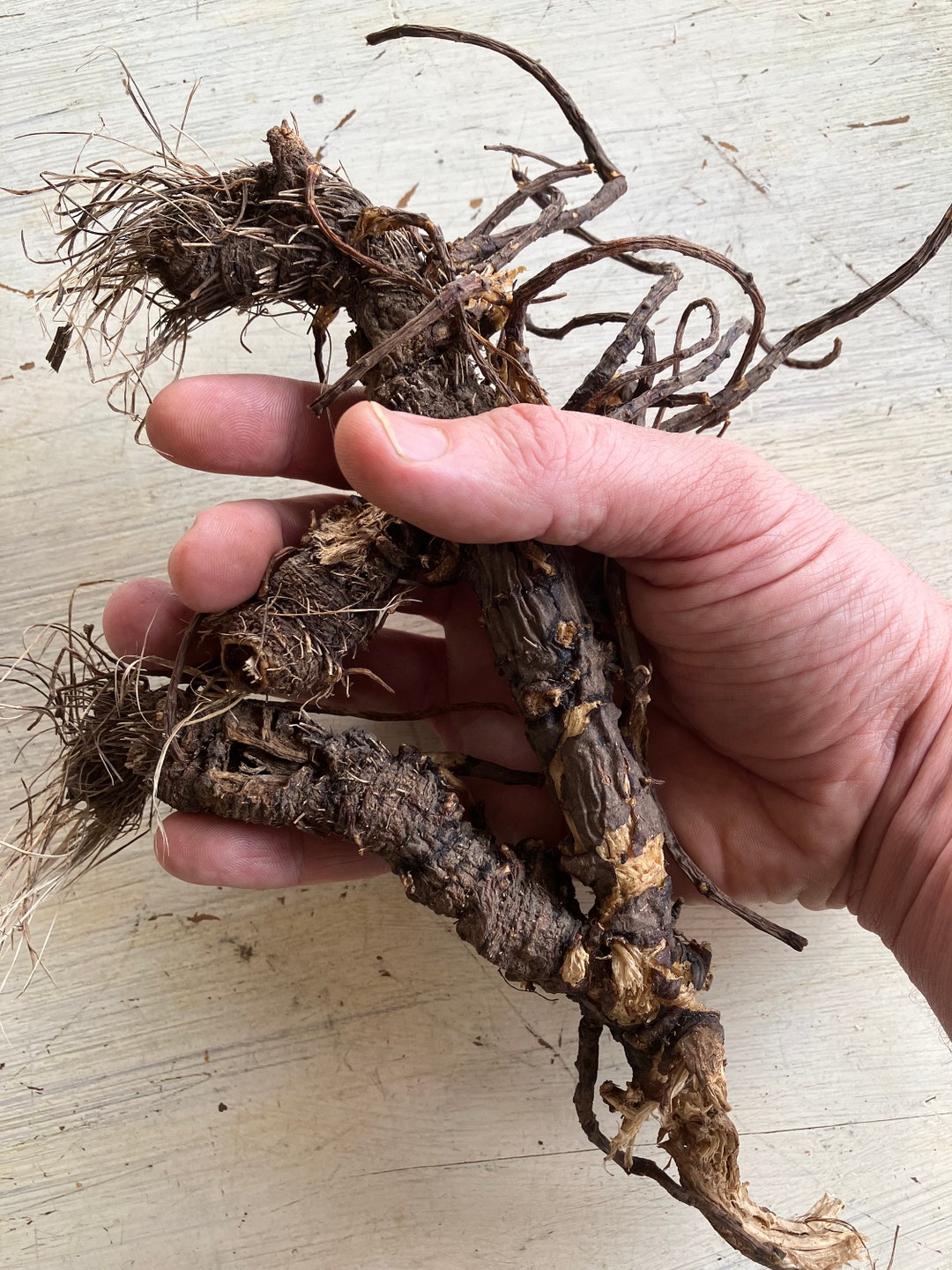 Osha Root 8oz Dried Organic Restoratively Wildcrafted Ligusticum ...